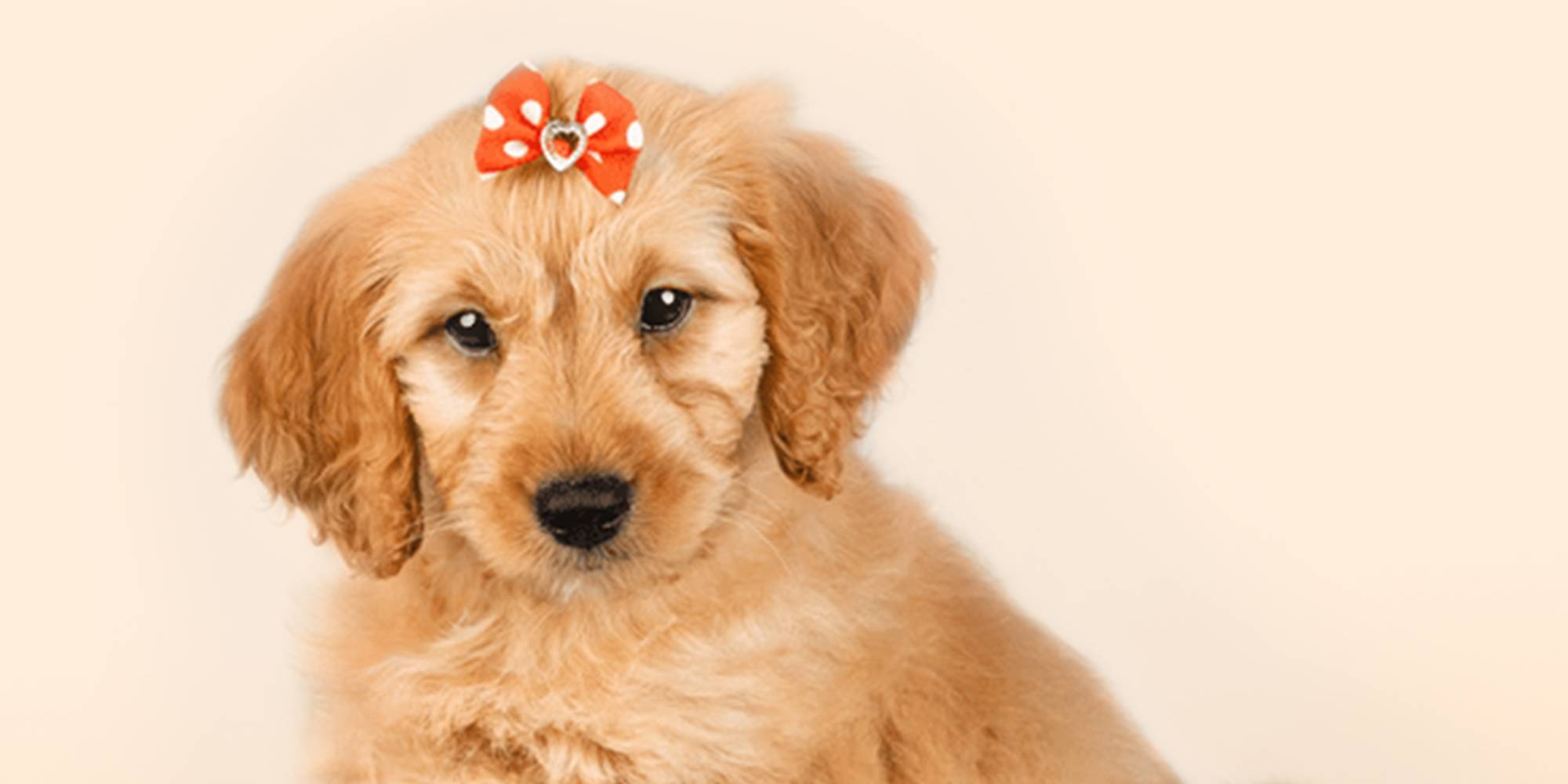 Mini Goldendoodle Puppies For Sale | Forever Love Puppies