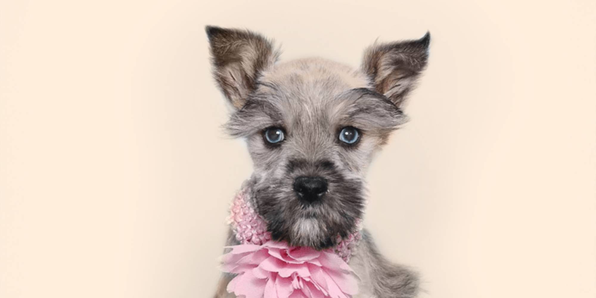 Mini Schnauzer Puppies For Sale | Forever Love Puppies