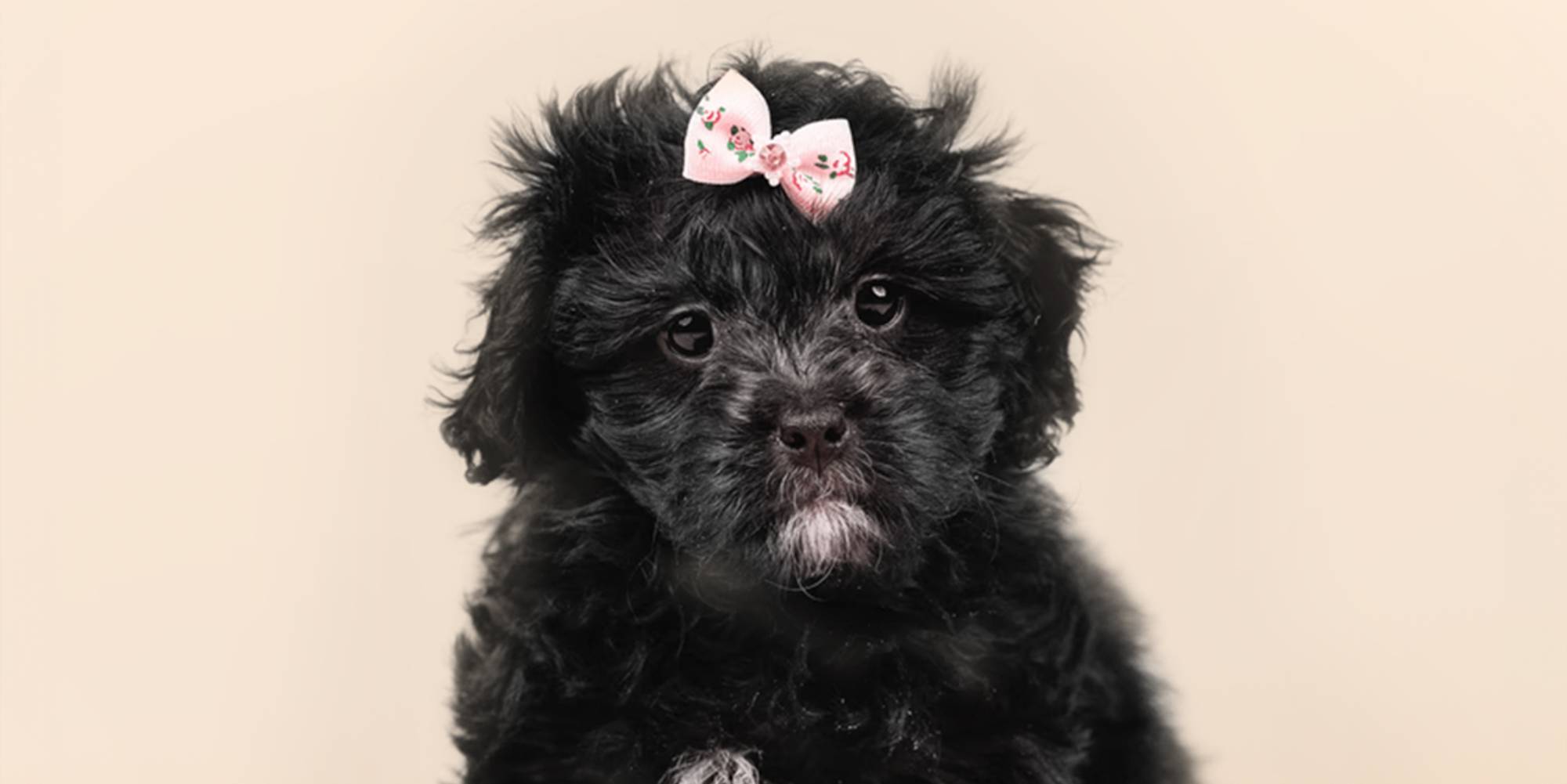 Peekapoo Puppies For Sale | Forever Love Puppies