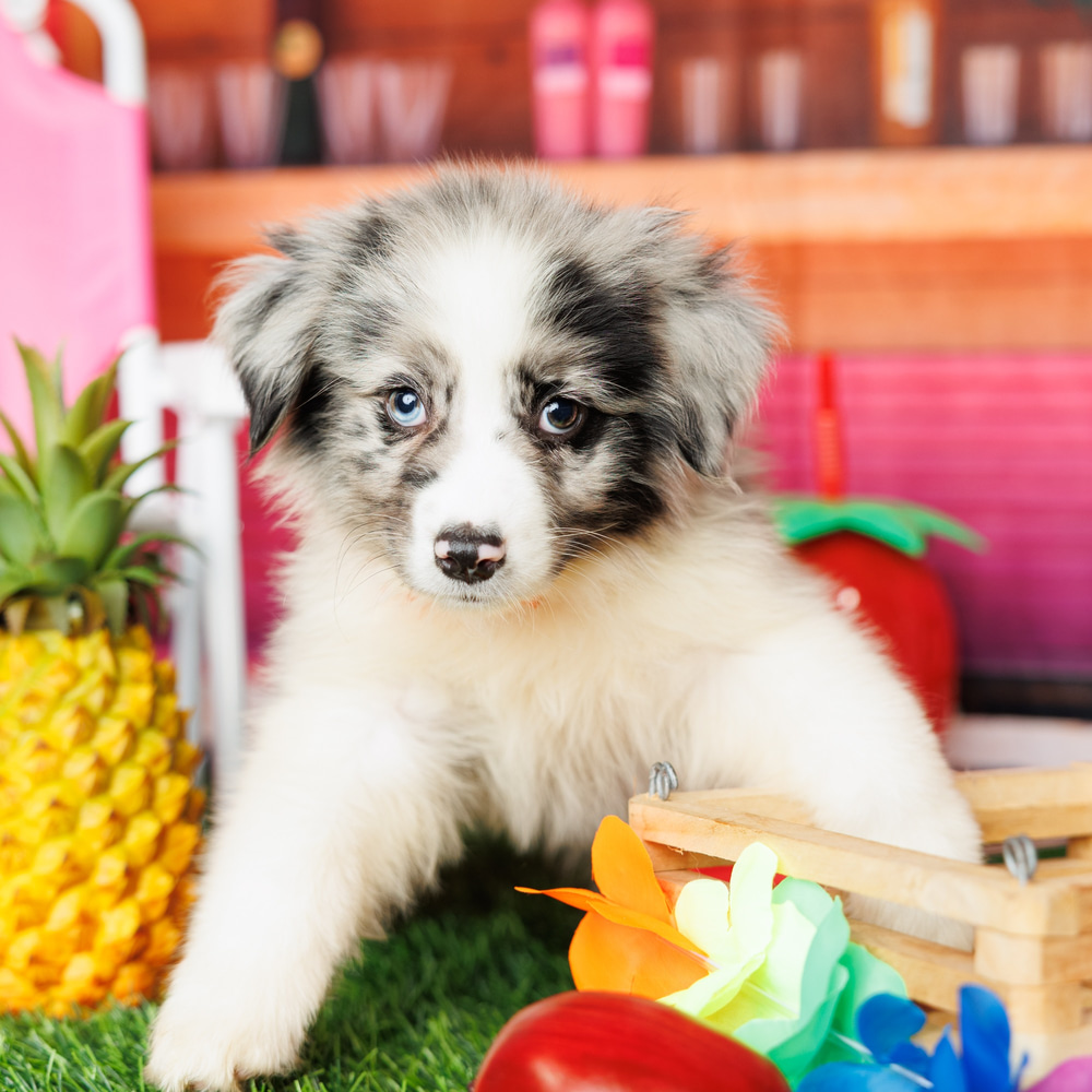 Harper - Australian Shepherd Puppy Available for Adoption in North ...