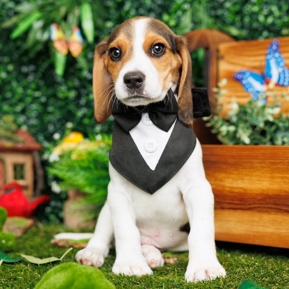 Mojo - Beagle Puppy Adopted in Ft Lauderdale, puppy ID #00657036 ...