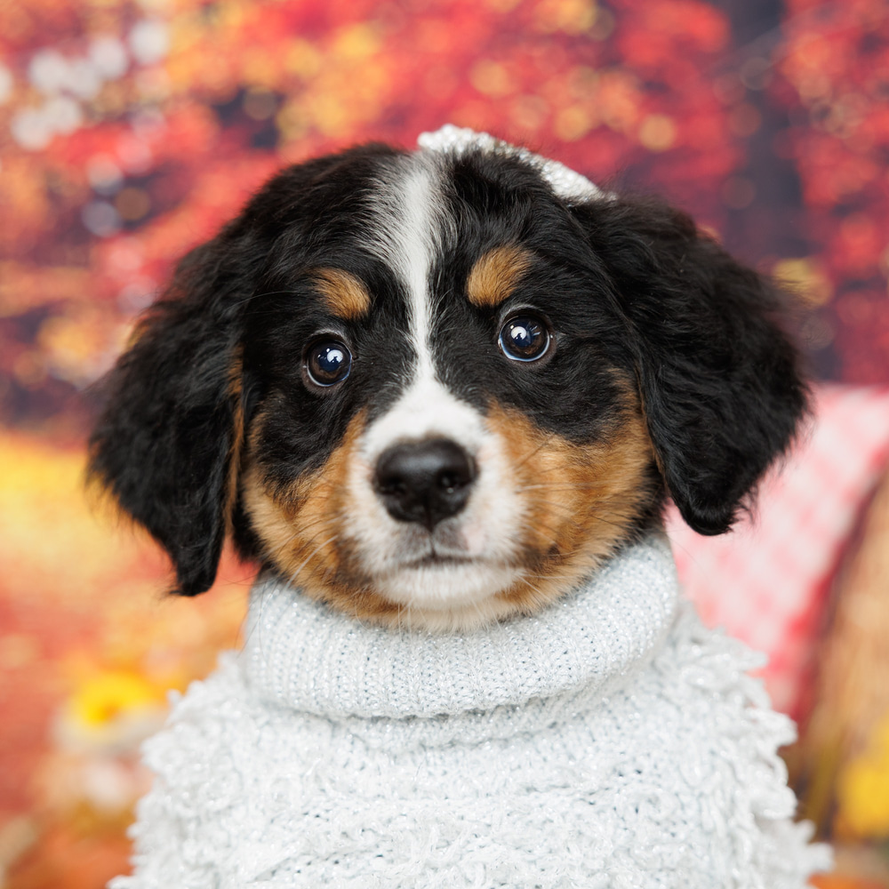 Quigley - Bernese Mountain Dog Puppy Adopted in North Miami, puppy ID ...