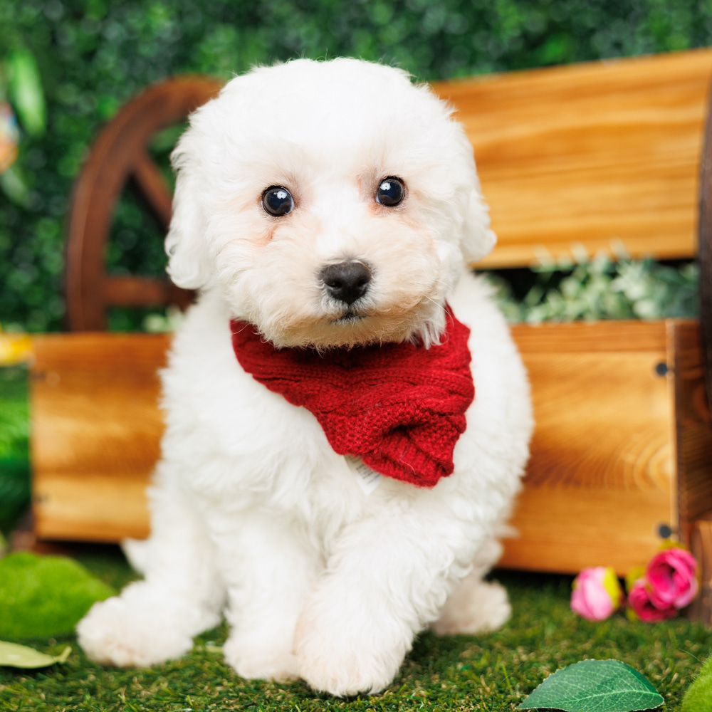 Enzo - Bichon Frise Puppy Adopted in Ft Lauderdale, puppy ID #00657038 ...