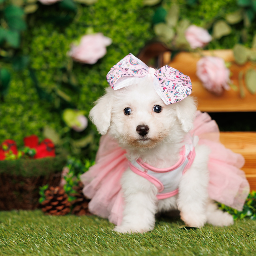 Kennedy - Bichon Frise Puppy Adopted in Pembroke Pines, puppy ID ...