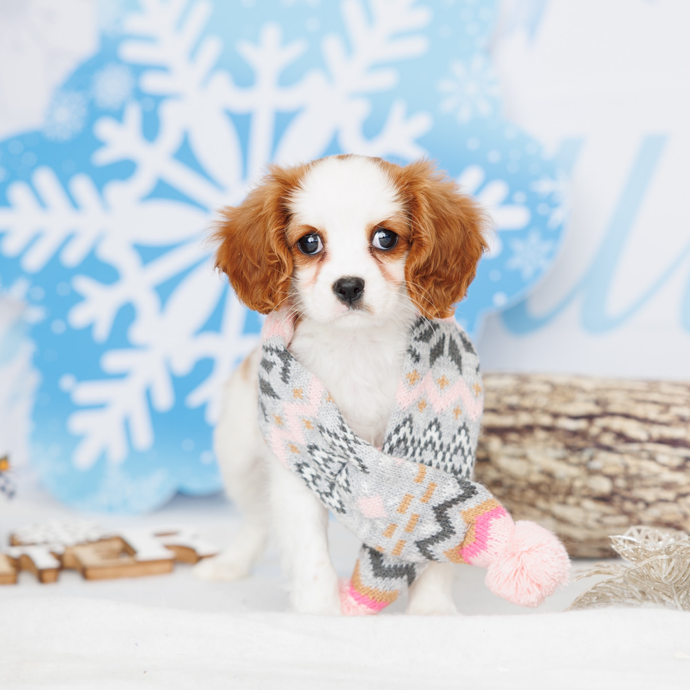 Fantasia - Cavalier King Charles Spaniel Puppy Adopted in Miami, puppy ...