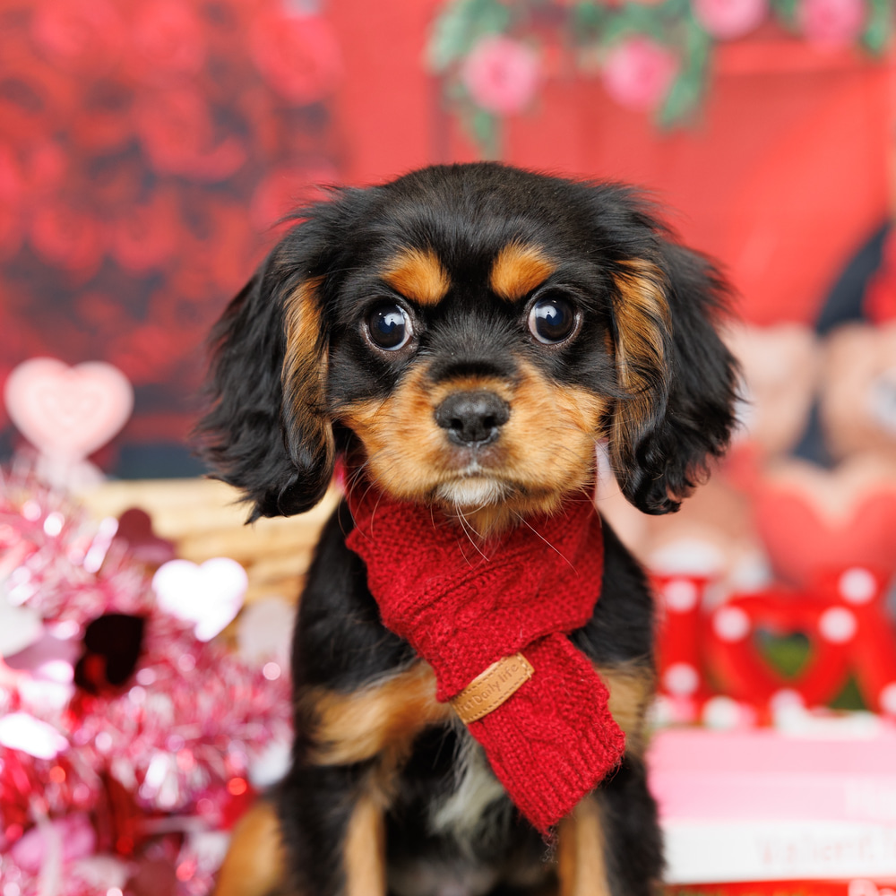 Ike - Cavalier King Charles Spaniel Puppy Adopted in Ft Lauderdale ...