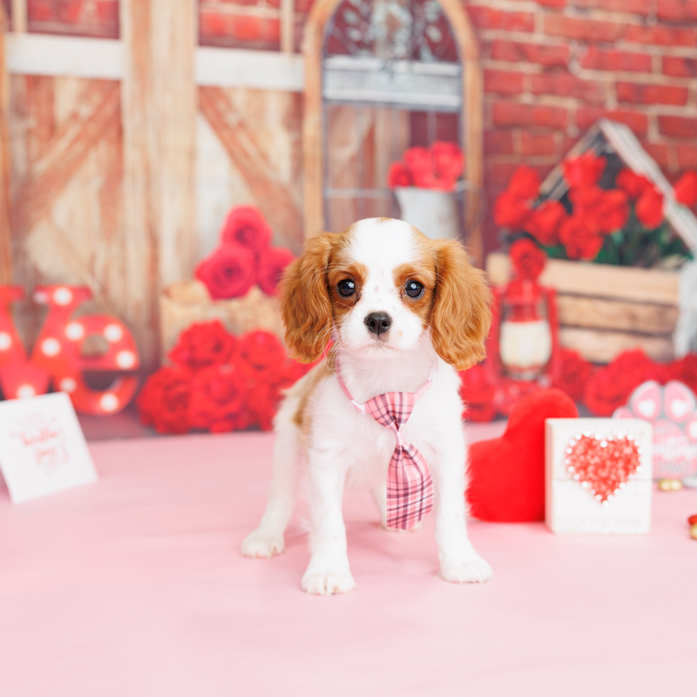 Rockwell - Cavalier King Charles Spaniel Puppy Adopted in Miami, puppy ...