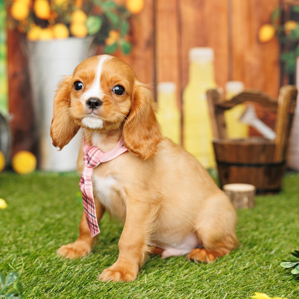 Sylvan - Cavalier King Charles Spaniel Puppy Adopted in Miami, puppy ID ...