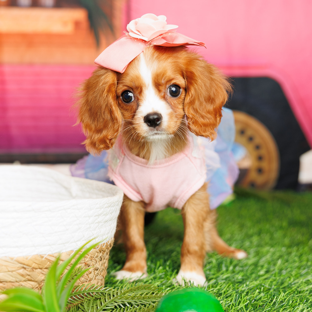 Nori - Cavalier King Charles Spaniel Puppy Adopted in North Miami ...
