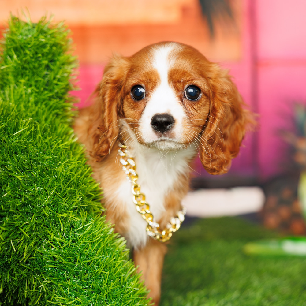 Odie - Cavalier King Charles Spaniel Puppy Adopted in North Miami ...
