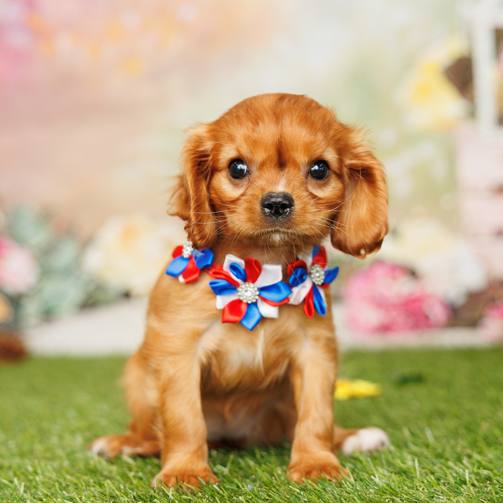 Baby - Cavalier King Charles Spaniel Puppy Adopted in Miami, puppy ID ...
