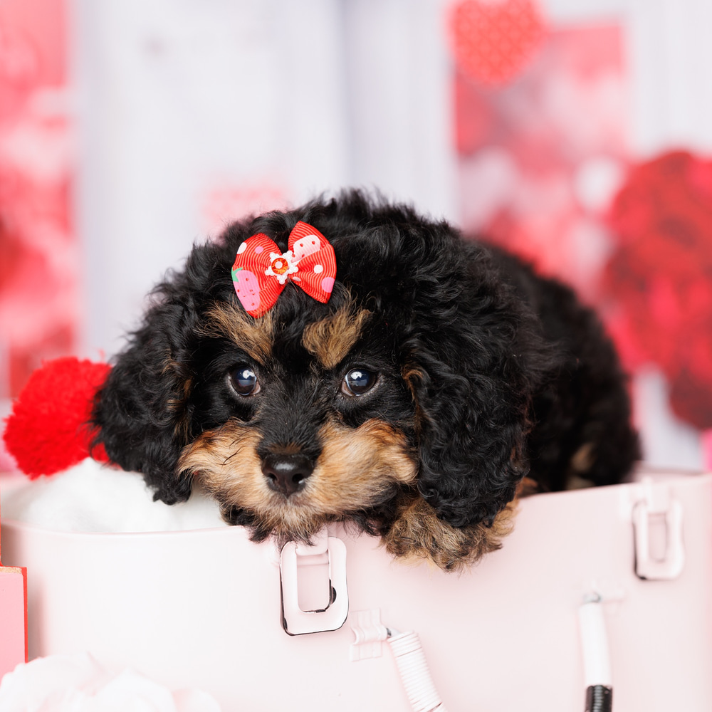 Parsley - Cavapoo (F1) Puppy Adopted in Pembroke Pines, puppy ID #01192419 | Forever Love Puppies