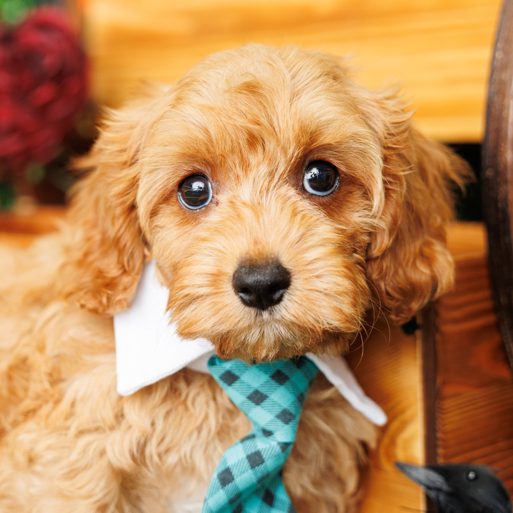Dutch - Cavapoo (F1) Puppy Adopted in Ft Lauderdale, puppy ID #05622142 ...