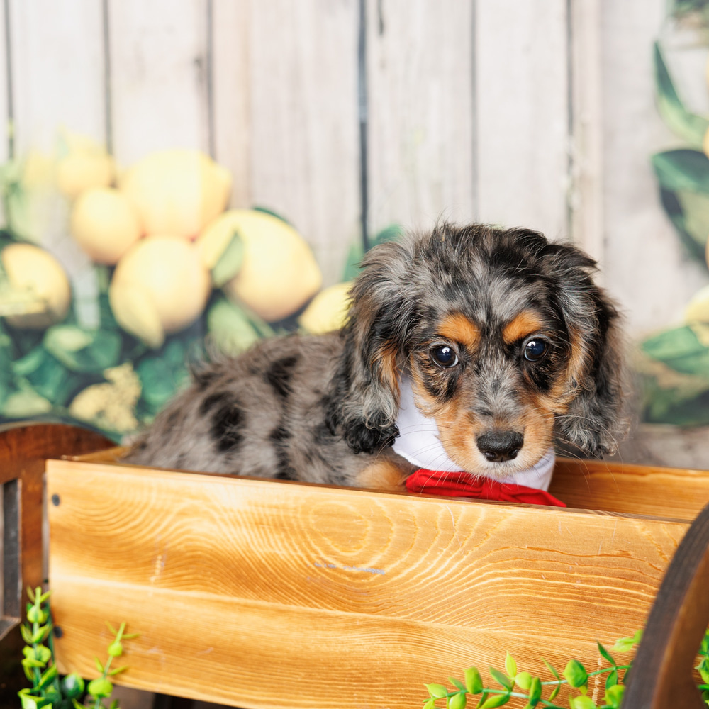 Byron - Cavapoo (F1) Puppy Adopted in Pembroke Pines, puppy ID ...