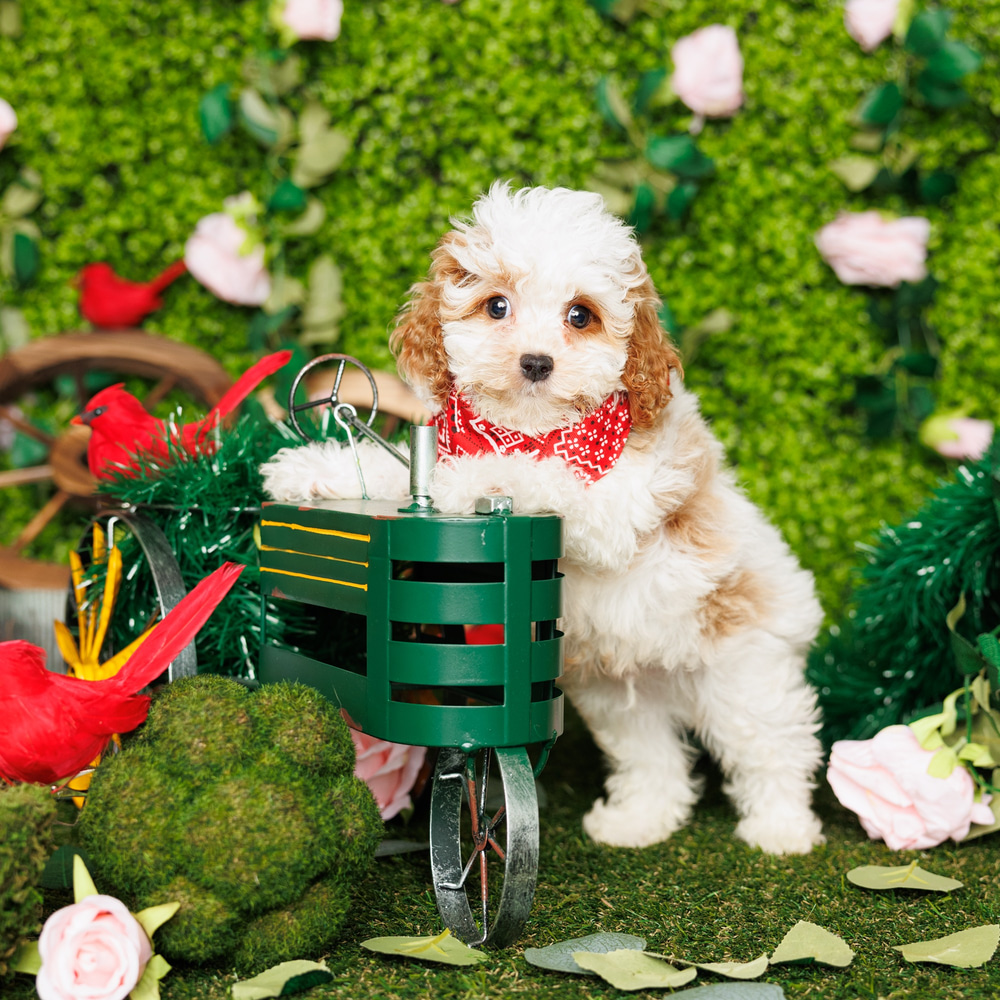 Chip - Cavapoo (F1) Puppy Adopted in Pembroke Pines, puppy ID #11819212 ...