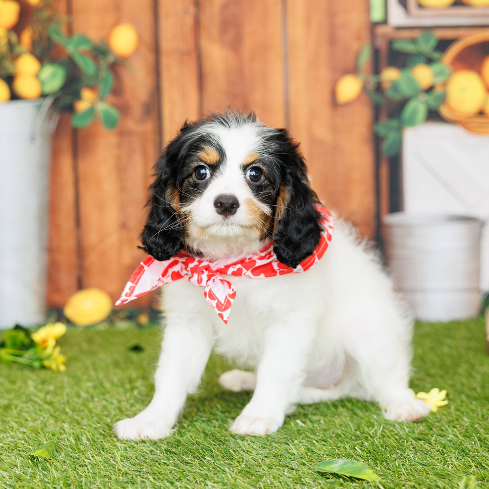 Peaches - Cavapoo (F1) Puppy Available for Adoption in Miami, puppy ID #13982872 | Forever Love ...