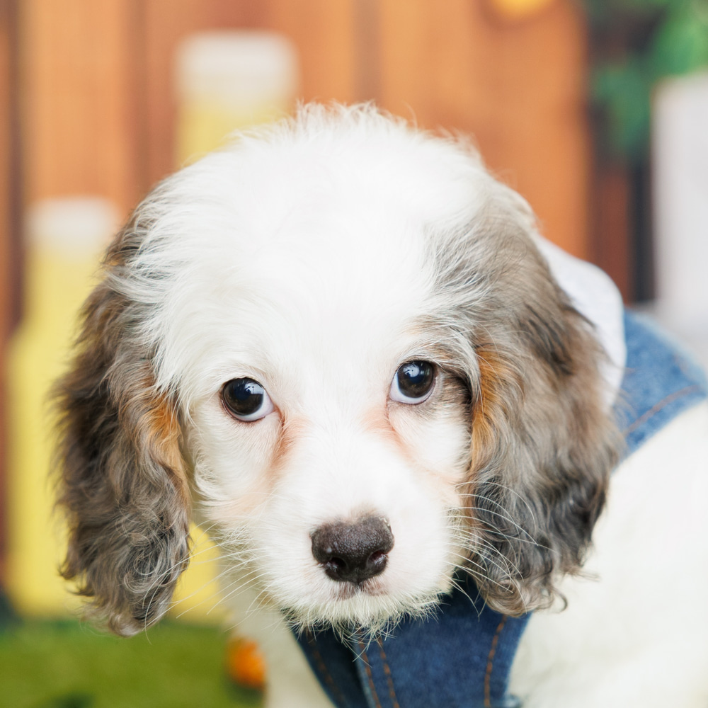 Lane - Cavapoo (F1) Puppy Adopted in Miami, puppy ID #13982876 ...