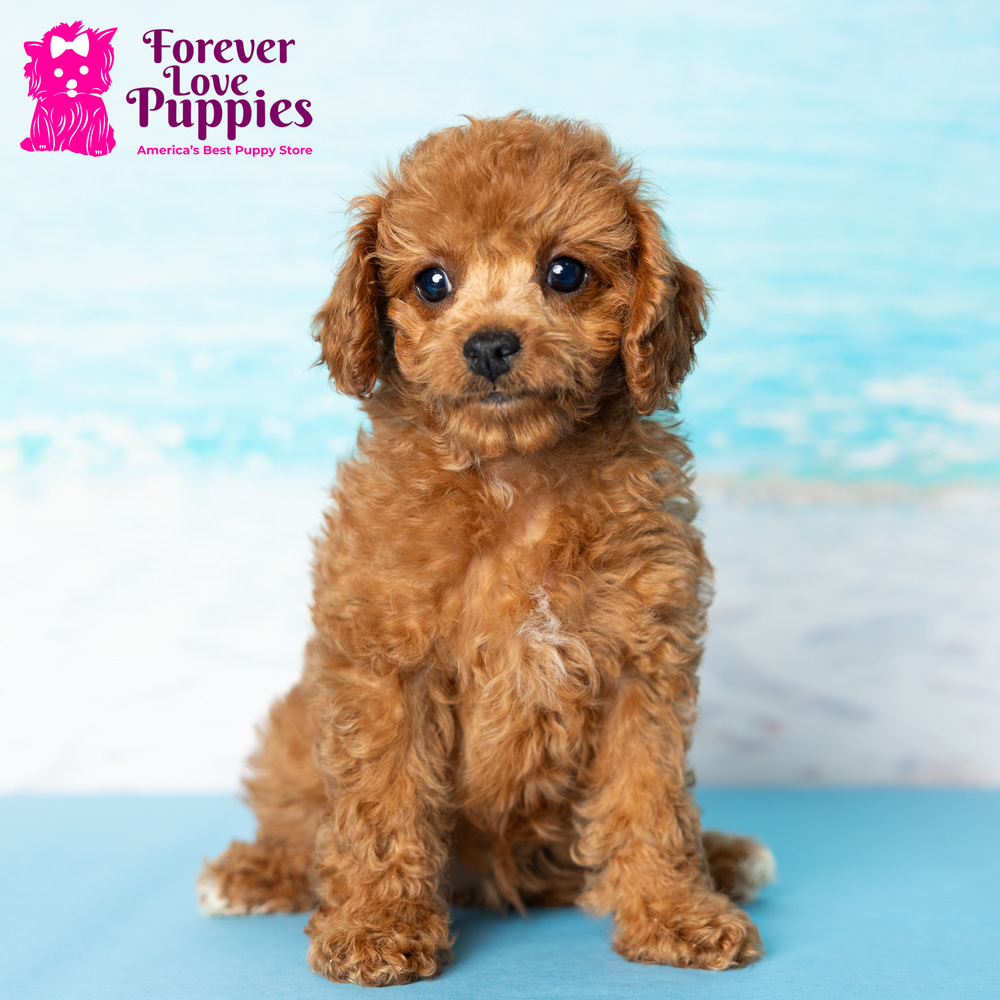 Tabitha - Cavapoo (F1B) Puppy Adopted in North Miami, puppy ID #00579915 | Forever Love Puppies