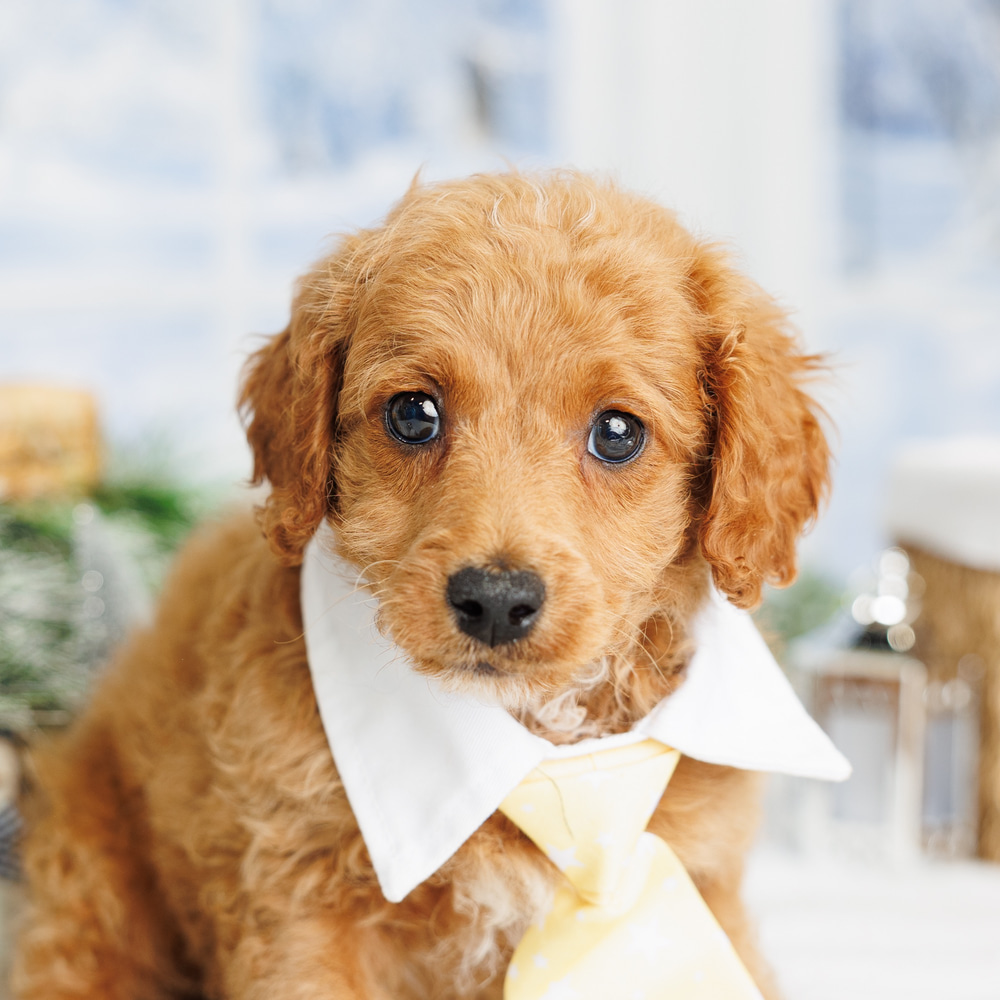 Samson - Cavapoo (F1B) Puppy Adopted in Ft Lauderdale, puppy ID ...