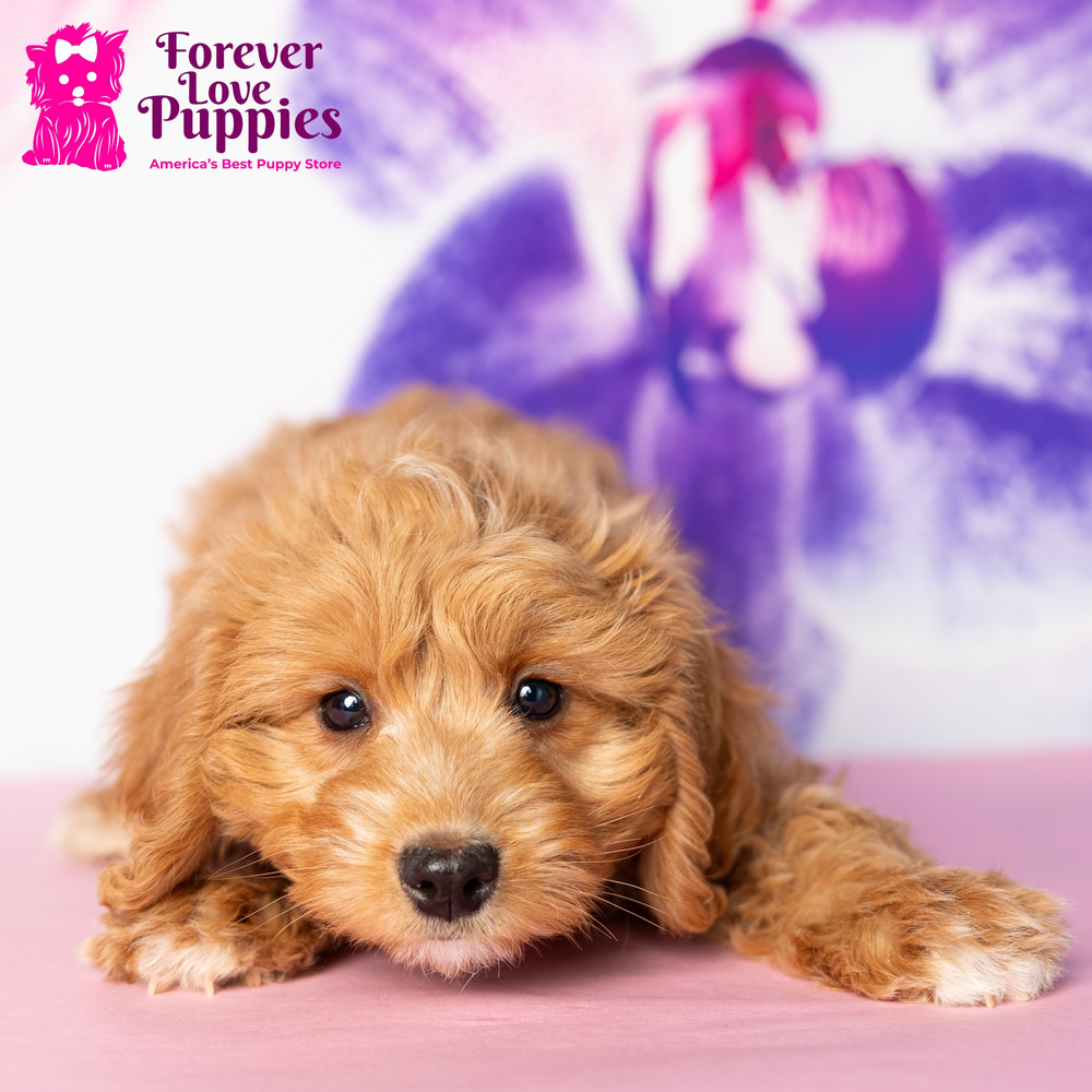 Juliet - Cavapoo (F1B) Puppy Adopted in Pembroke Pines, puppy ID #02563854 | Forever Love Puppies