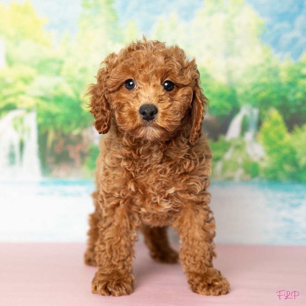 Duncan - Cavapoo (F1B) Puppy Adopted in Miami, puppy ID #10352691 ...
