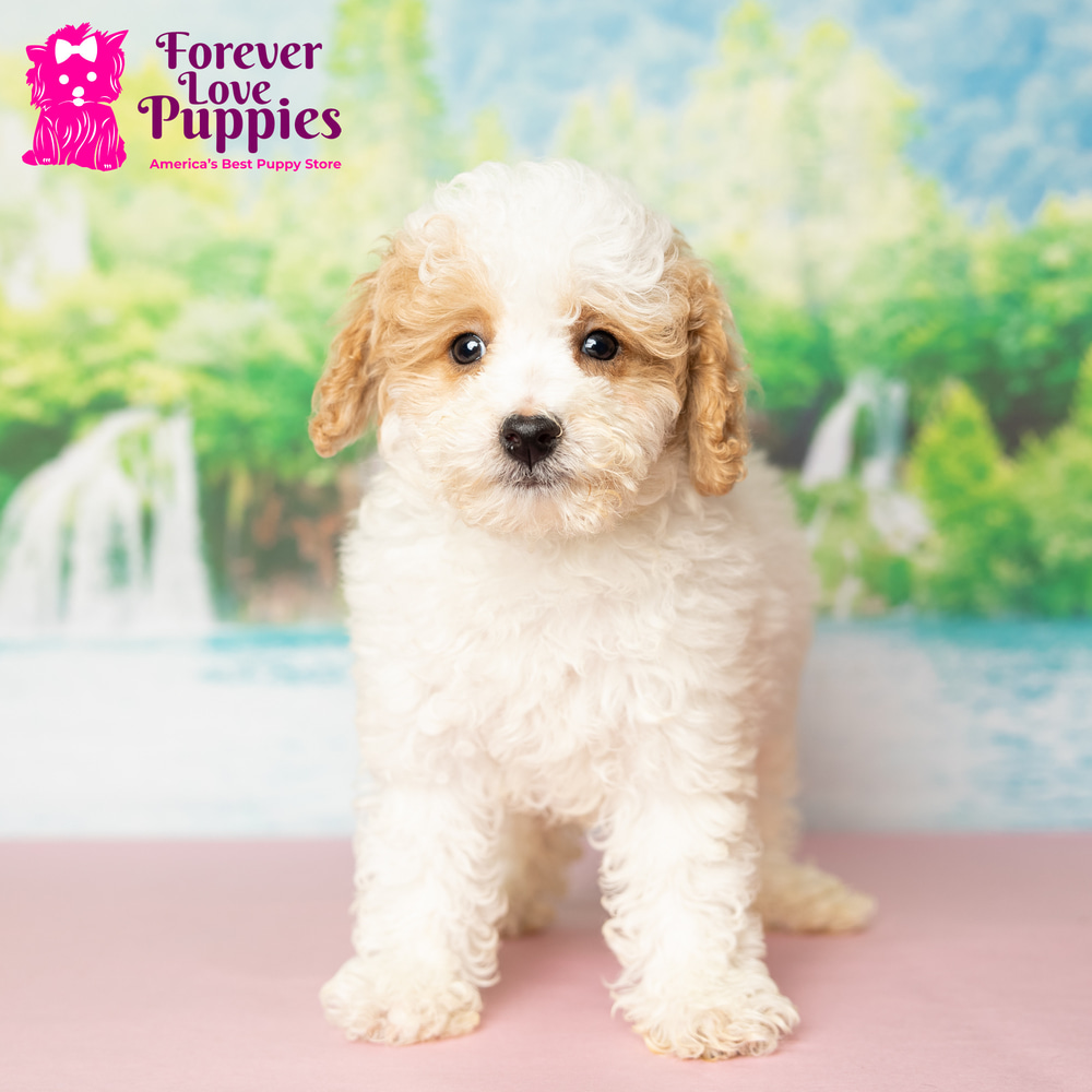 Spencer - Cavapoo (F1B) Puppy Adopted in Miami, puppy ID #10352694 ...