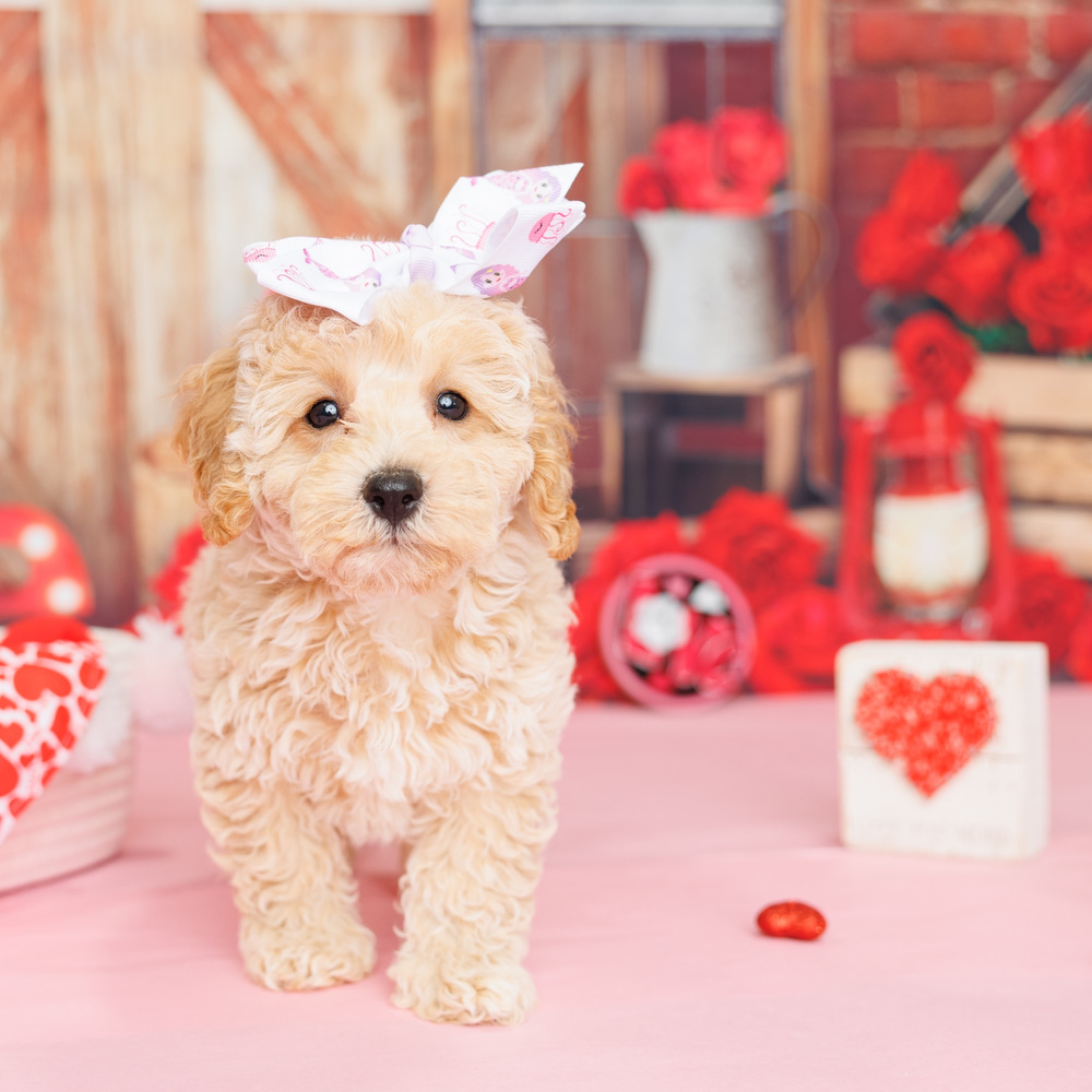 Veronica - Cavapoo (F1B) Puppy Available for Adoption in Miami, puppy ...