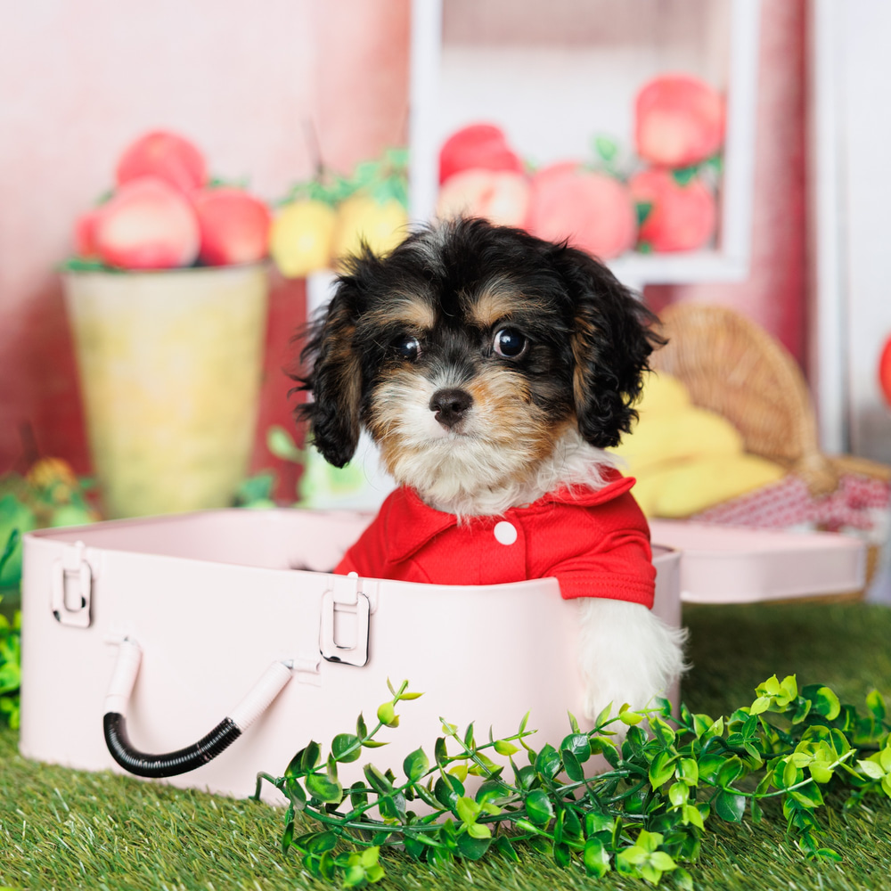 Elvis - Cavapoo (F1B) Puppy Adopted in Pembroke Pines, puppy ID ...