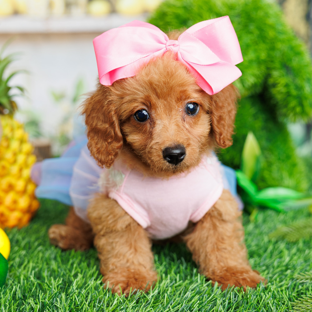 Precious - Cavapoo (F1B) Puppy Adopted in North Miami, puppy ID ...
