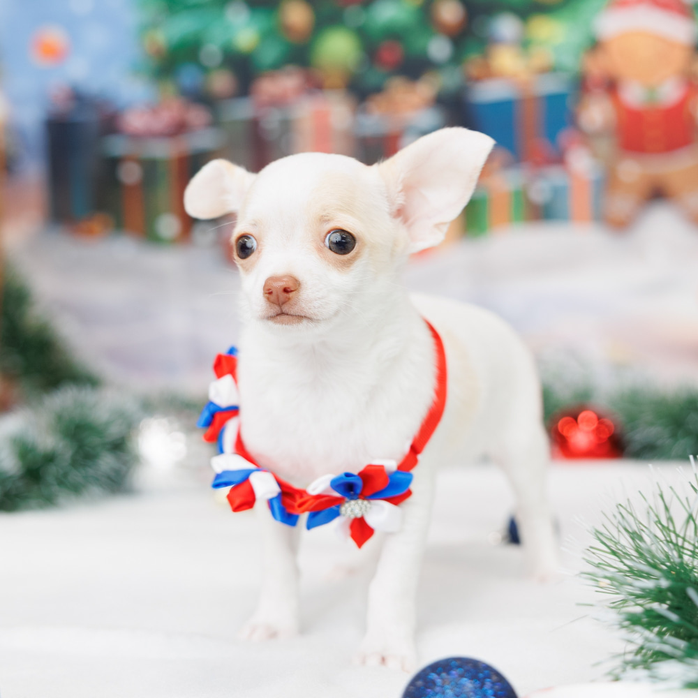 Indigo - Chihuahua Puppy Adopted in Miami, puppy ID #00415253 | Forever ...