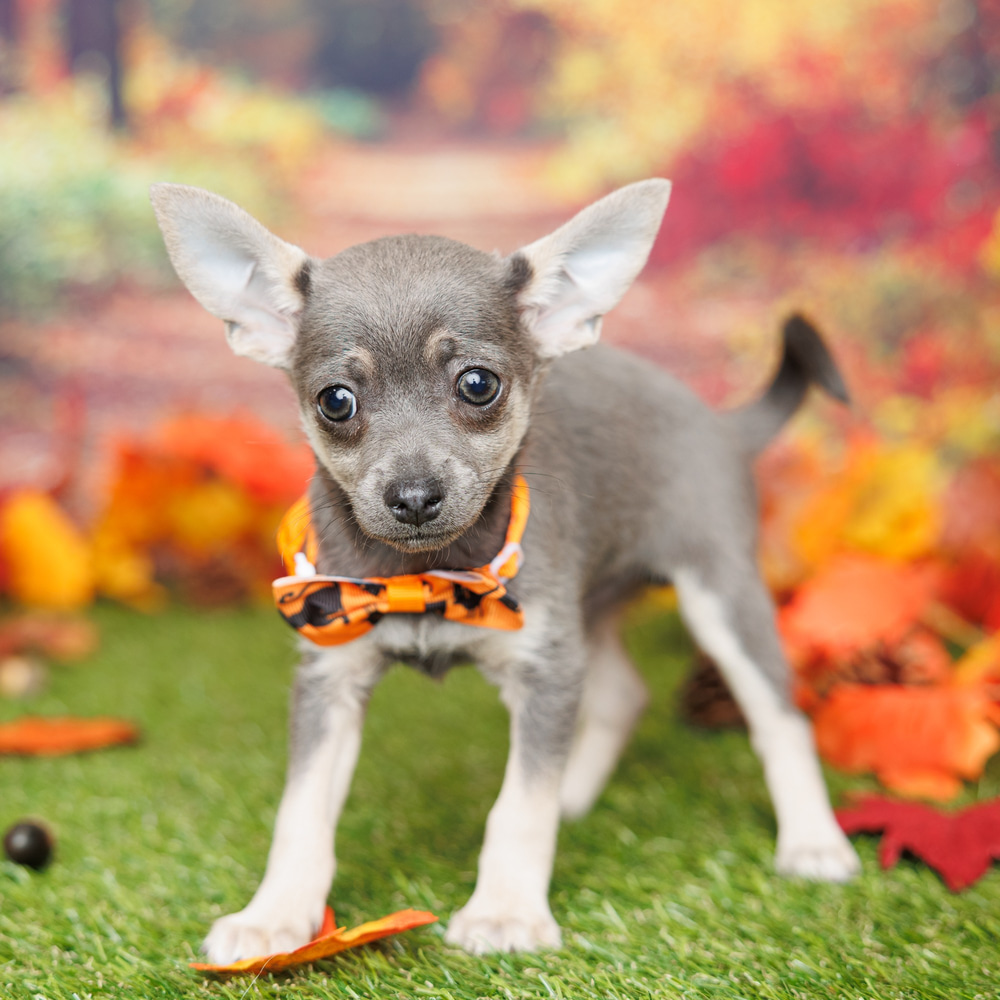 Vince - Chihuahua Puppy Available for Adoption in Miami, puppy ID ...