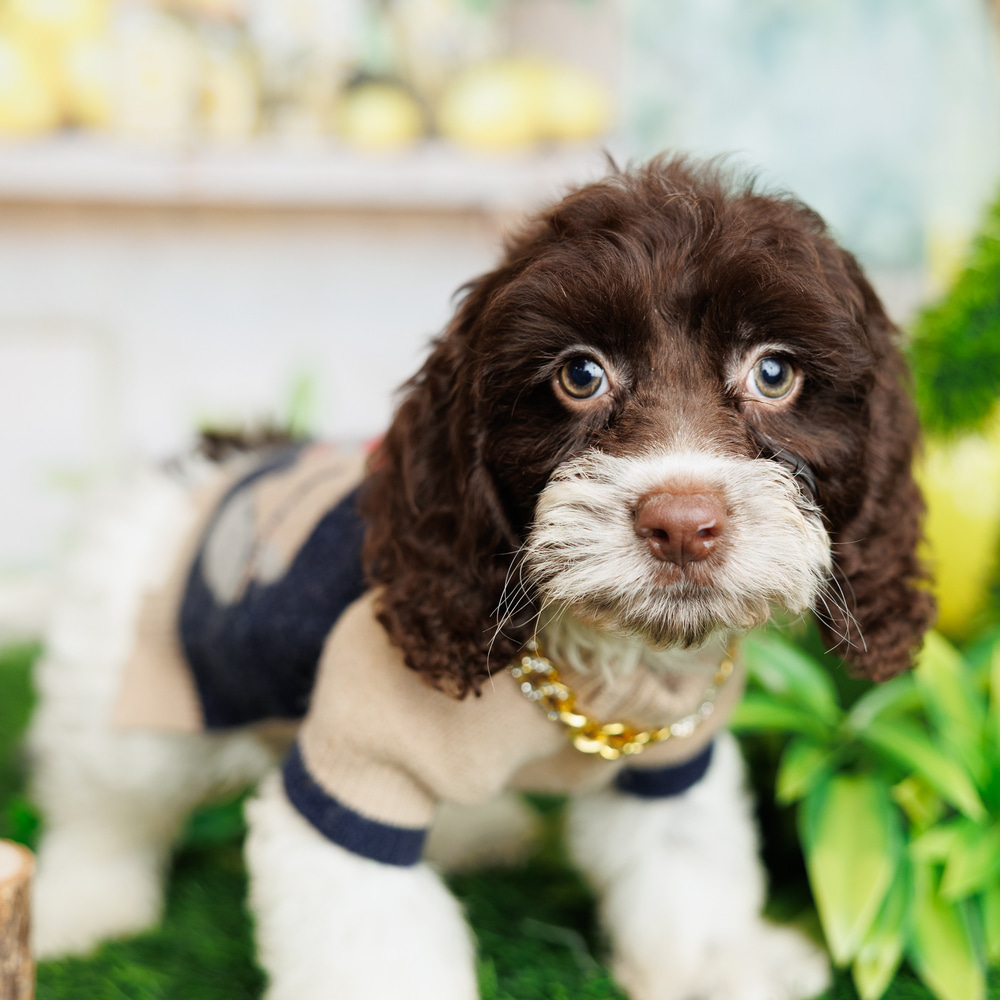Cornelius - Cockapoo (F1) Puppy Adopted in North Miami, puppy ID ...