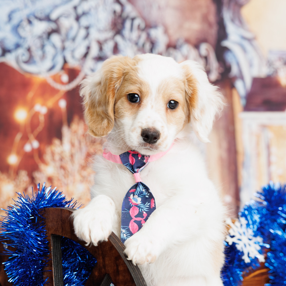 Ezra - Cockapoo (F1) Puppy Adopted in Miami, puppy ID #21130432 ...