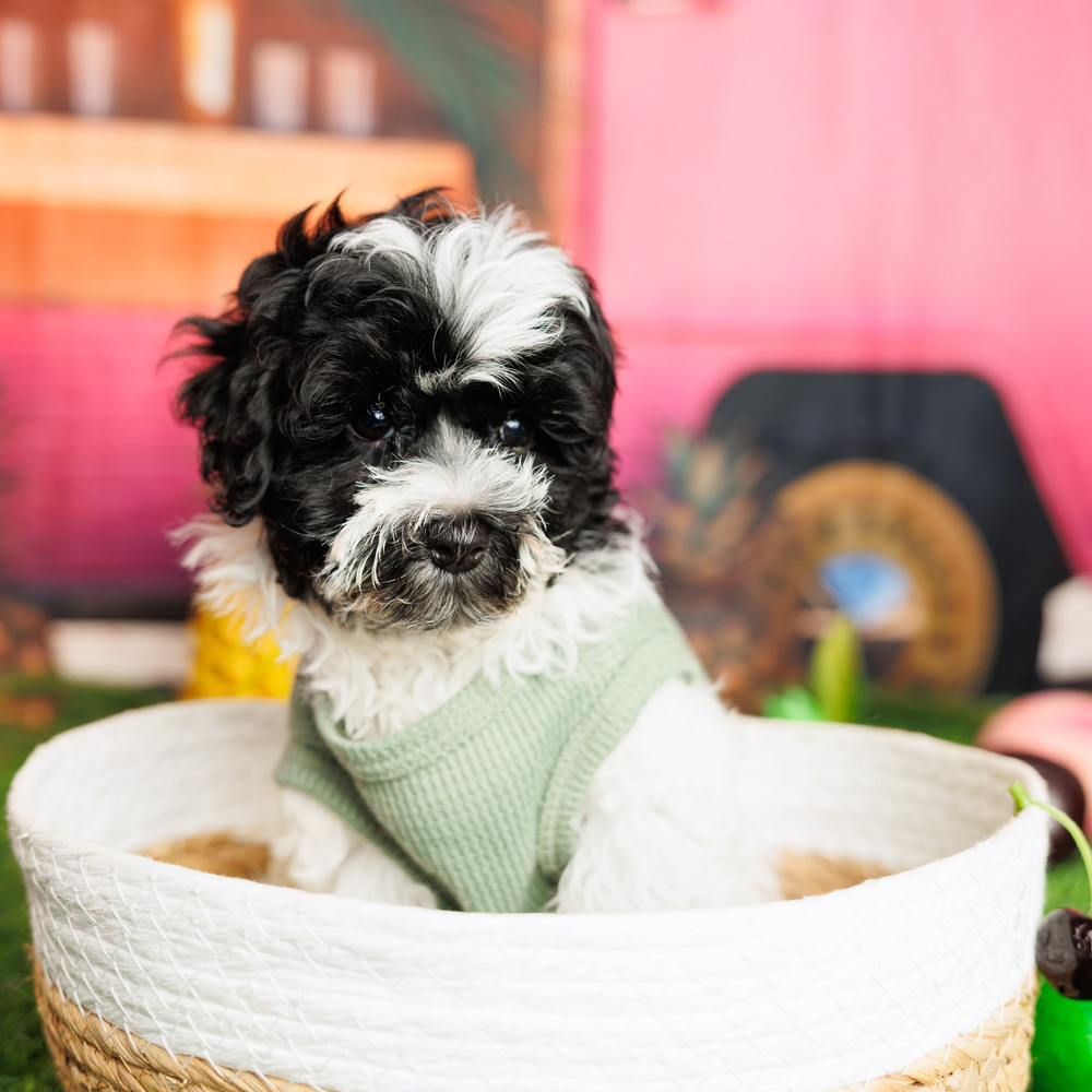 Parley - Cockapoo (F1B) Puppy Adopted in North Miami, puppy ID ...