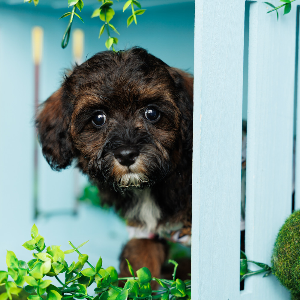 Ace - Cockapoo (F1B) Puppy Adopted in Pembroke Pines, puppy ID ...