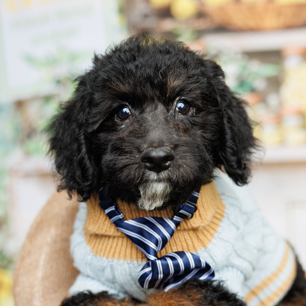 Francis - Cockapoo (F1B) Puppy Adopted in North Miami, puppy ID ...