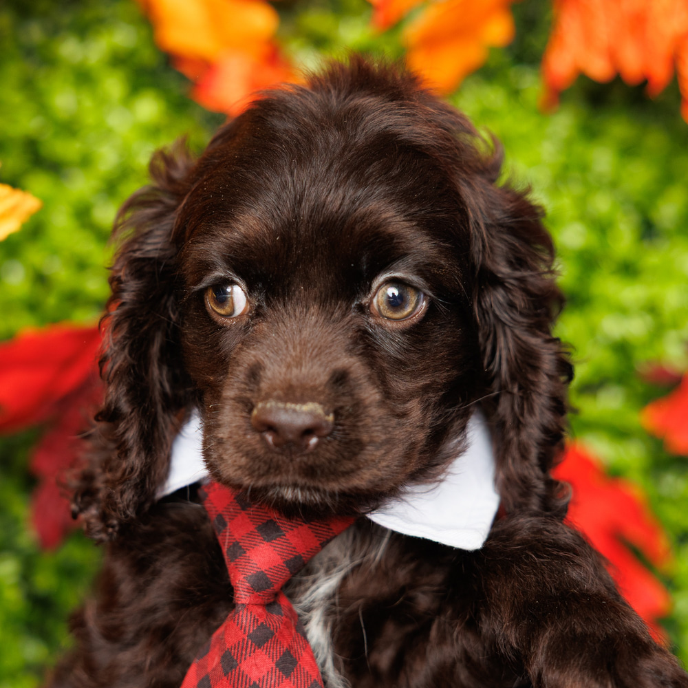 Rockwell - Cockapoo (F1B) Puppy Adopted in Pembroke Pines, puppy ID ...