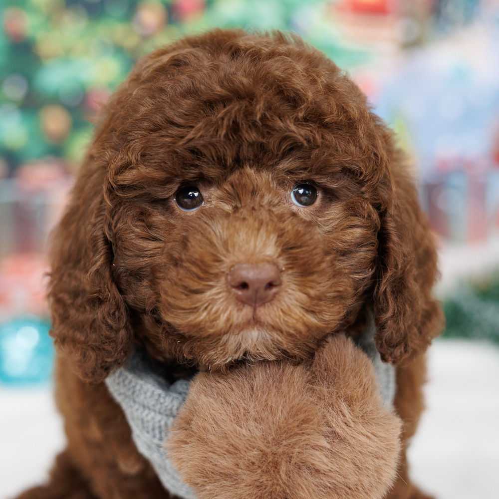 Bronson - Cockapoo (F2) Puppy Adopted in Miami, puppy ID #04991947 ...