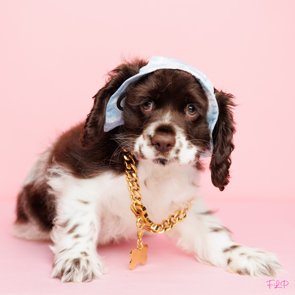 George - Cocker Spaniel Puppy Adopted in North Miami, puppy ID ...