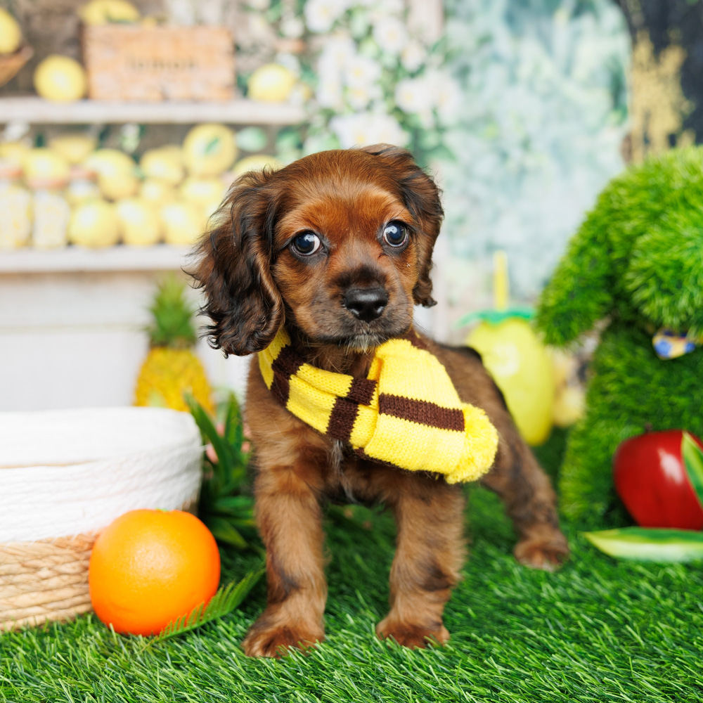 Gigi - Cocker Spaniel Puppy Adopted in North Miami, puppy ID #03483239 ...