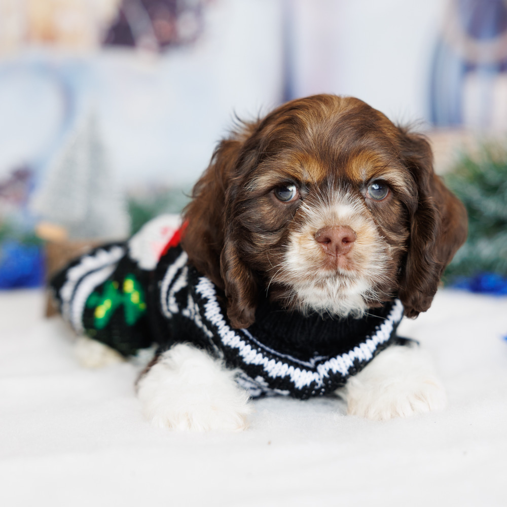 Spike - Cocker Spaniel Puppy Adopted in Miami, puppy ID #03488246 ...