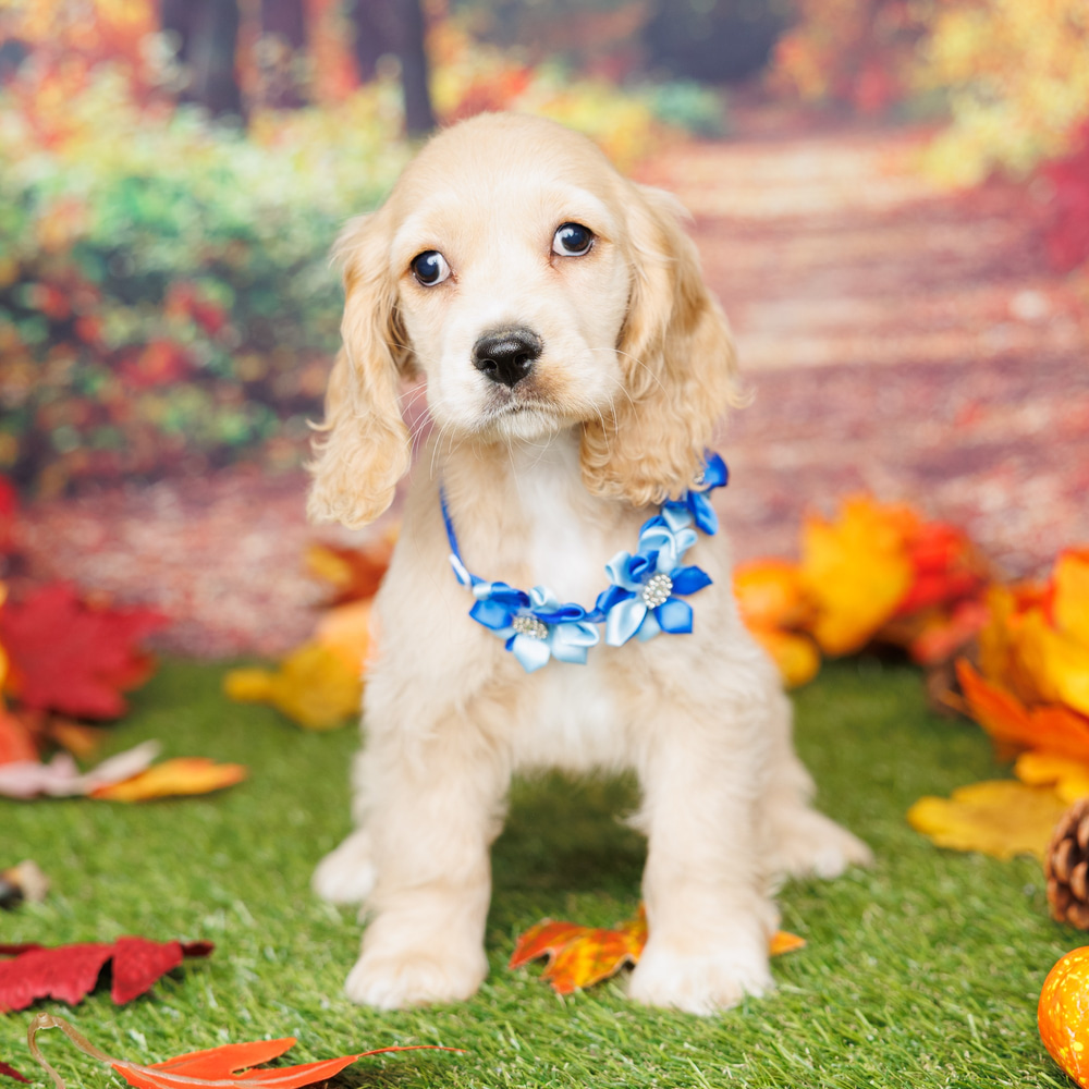 Suki - Cocker Spaniel Puppy Adopted in Miami, puppy ID #03505870 ...