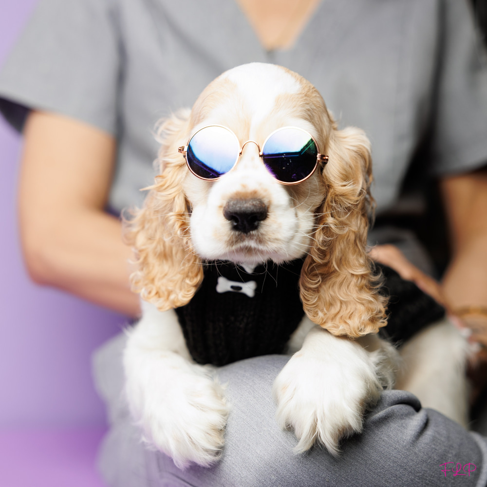 Corky - Cocker Spaniel Puppy Adopted in Pembroke Pines, puppy ID ...