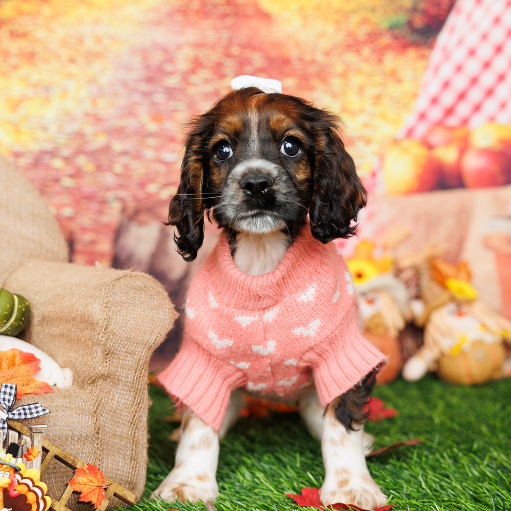 Edie - Cocker Spaniel Puppy Adopted in North Miami, puppy ID #12123028 ...