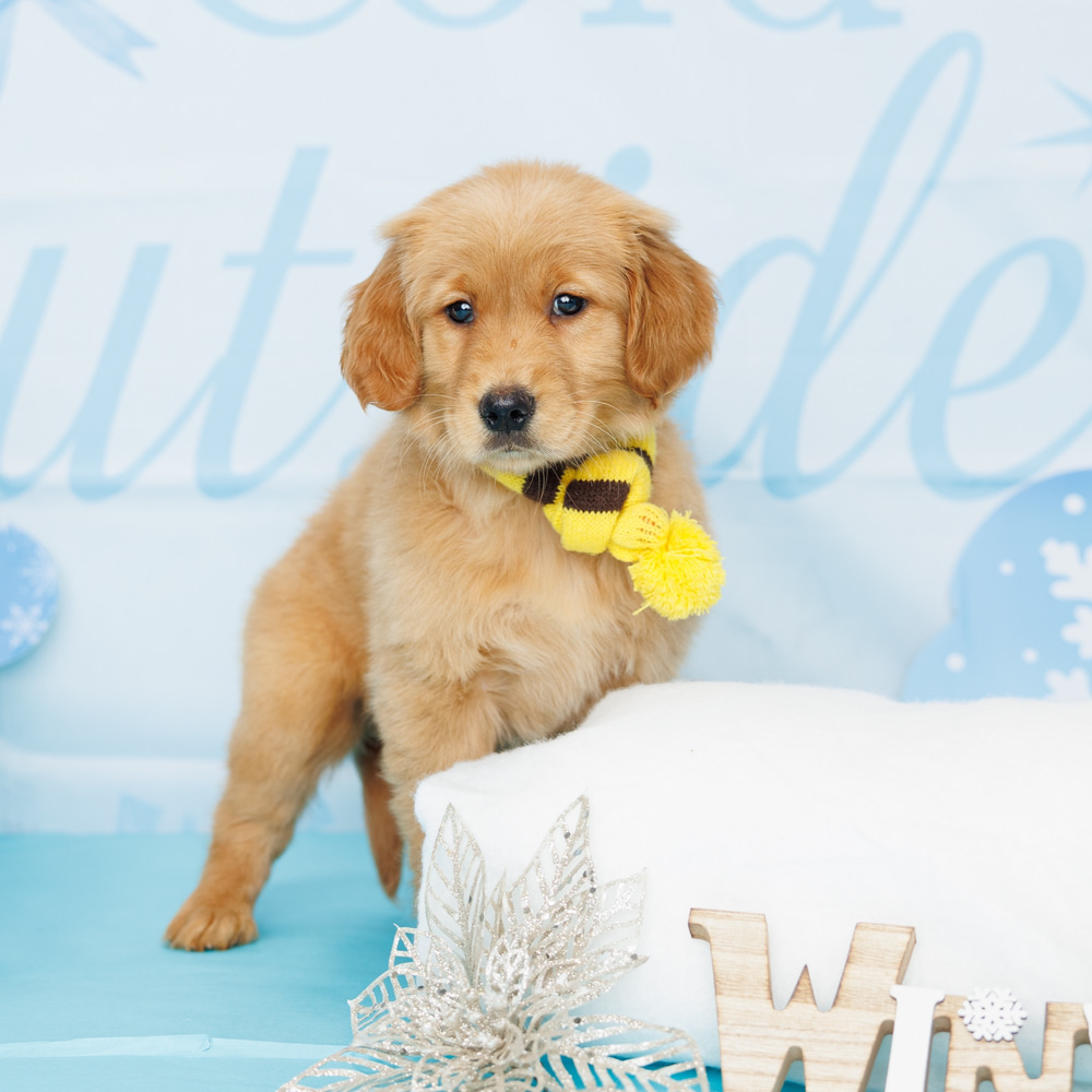 Tinkerbell - Golden Retriever Puppy Adopted in Miami, puppy ID ...