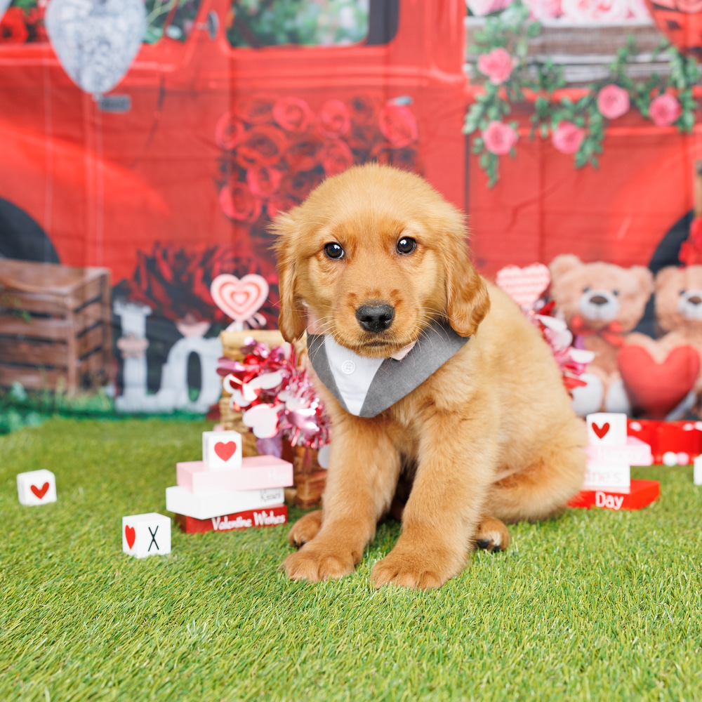 Stewie - Golden Retriever Puppy Adopted in Ft Lauderdale, puppy ID ...