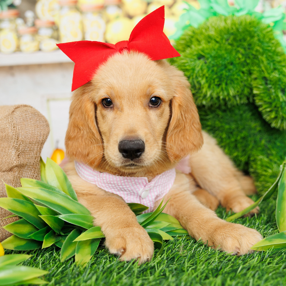 Quartney - Golden Retriever Puppy Adopted in North Miami, puppy ID ...