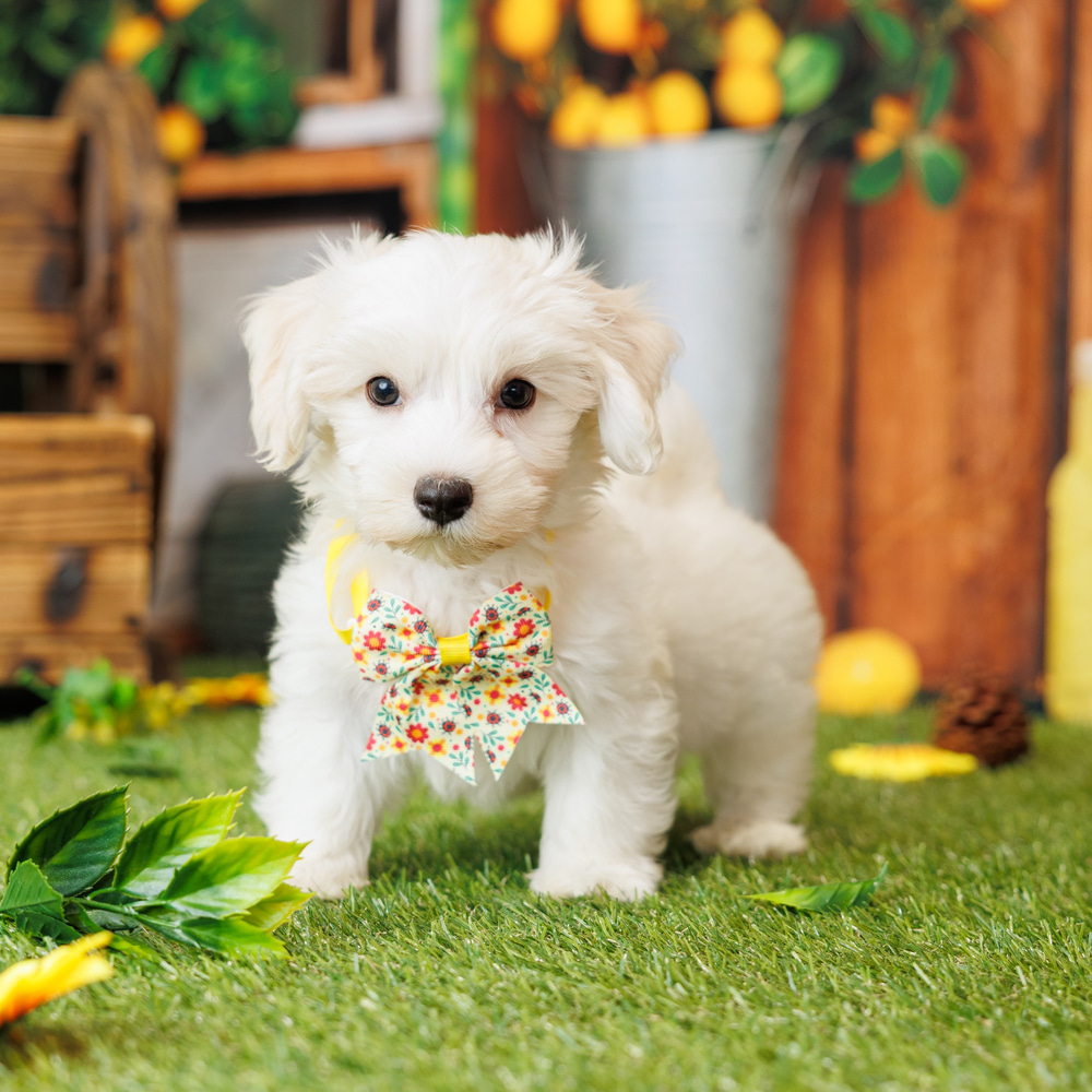 Hunter - Havanese Puppy Available for Adoption in Miami, puppy ID ...