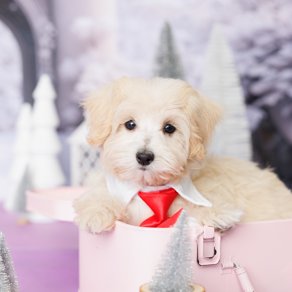 Orson - Havapoo (F1) Puppy Adopted in Pembroke Pines, puppy ID ...