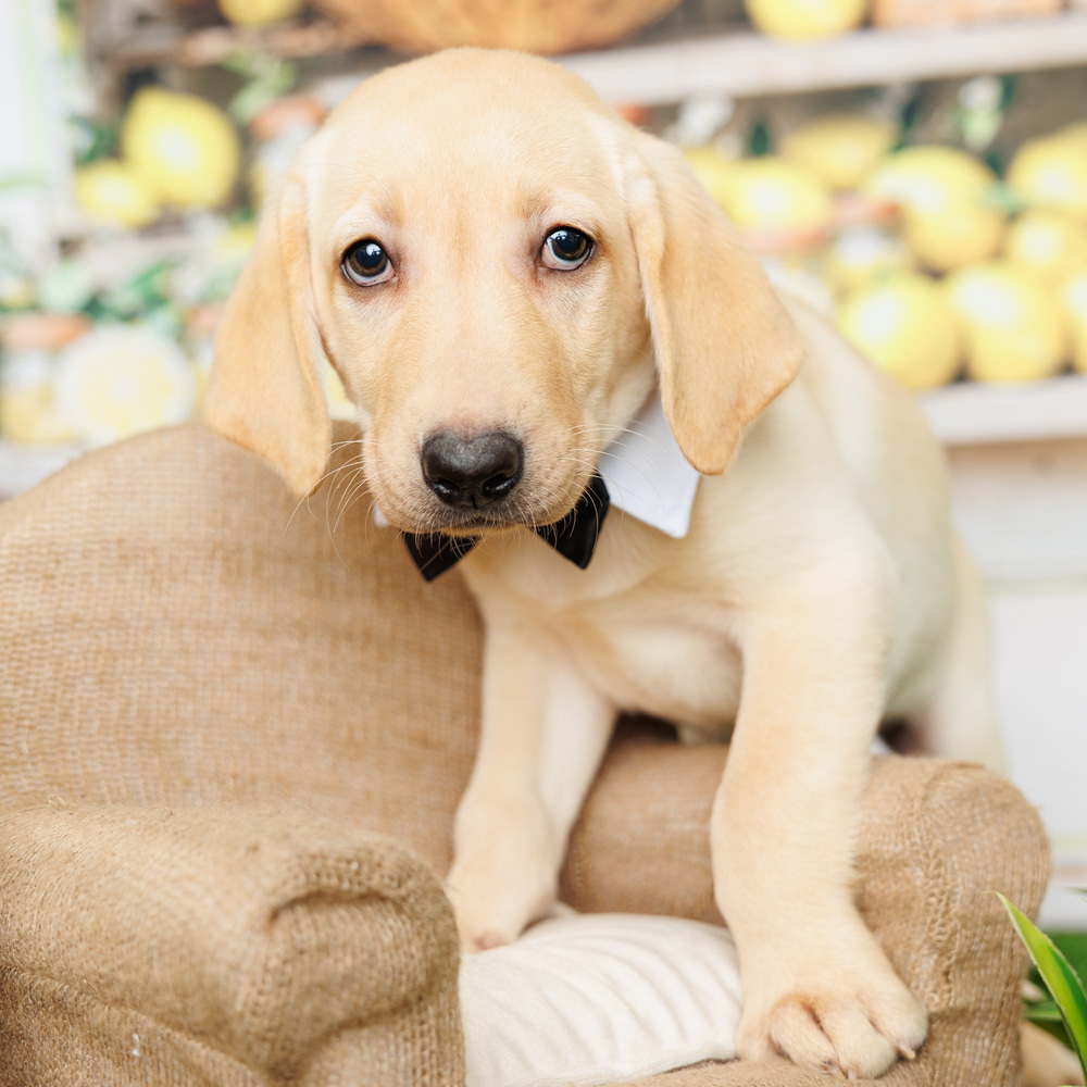 Dash - Labrador Retriever Puppy Adopted in North Miami, puppy ID ...